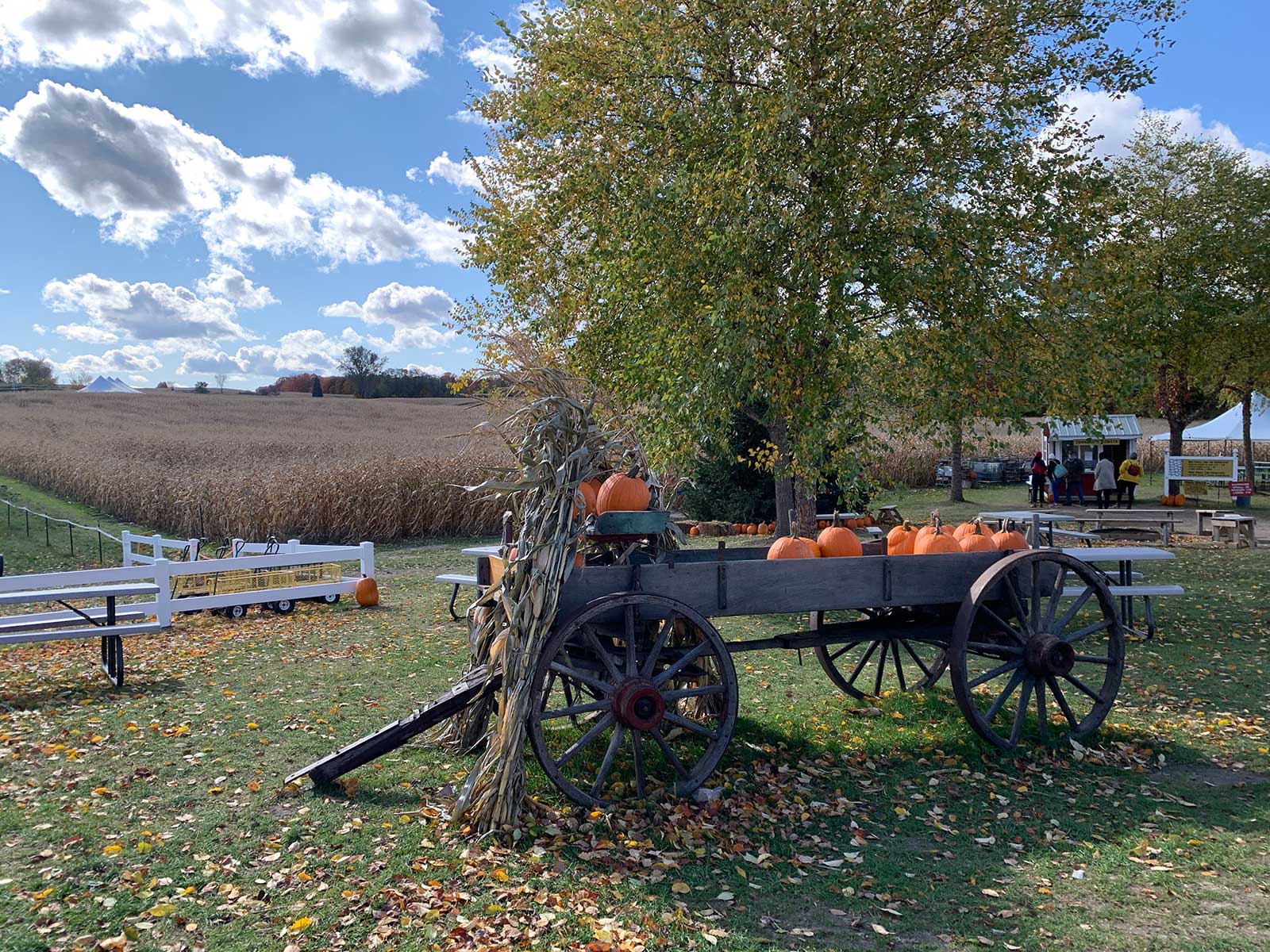 Not Just a Corn Maze – Dudek Design